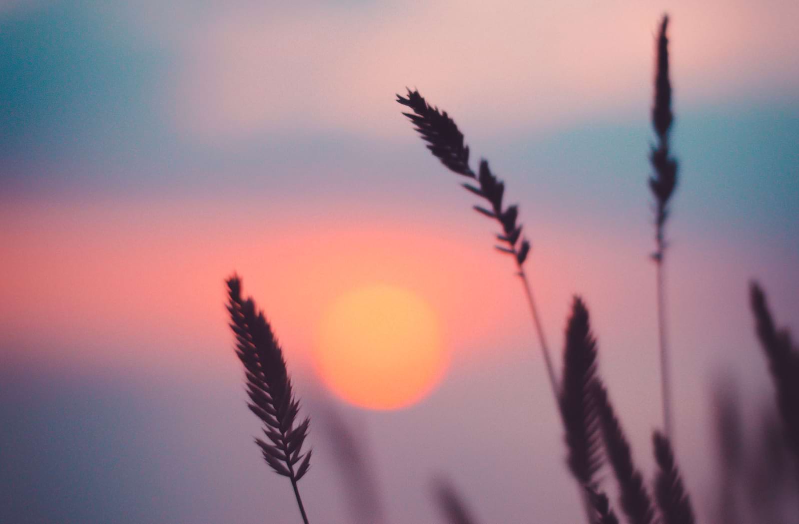 Moonlight Amphitheatre - San Diego, CA - Shows, Tickets, Seating Maps ...