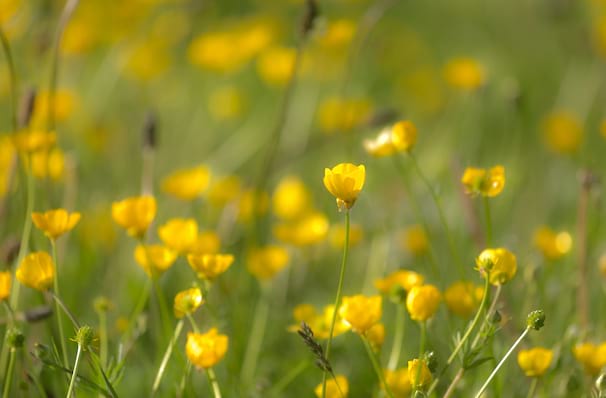 Chrysler Hall, Norfolk, VA - Seating Chart & Stage - Norfolk Theater