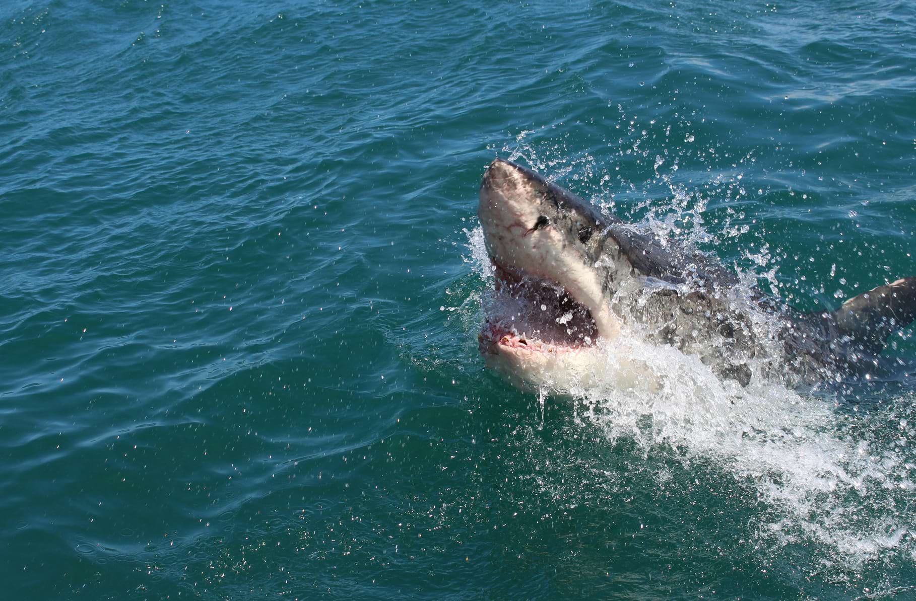 Cape Fear Community College's Wilson Center, Wilmington, NC - Seating ...