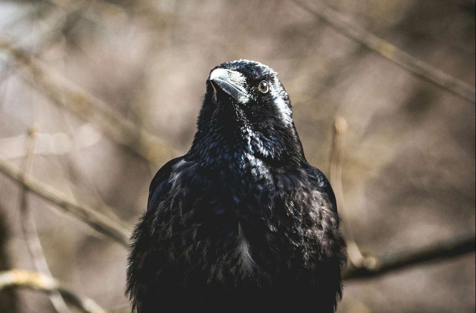 Durham Theater: Broadway Shows, Musicals, Plays, Concerts in 2025-2026